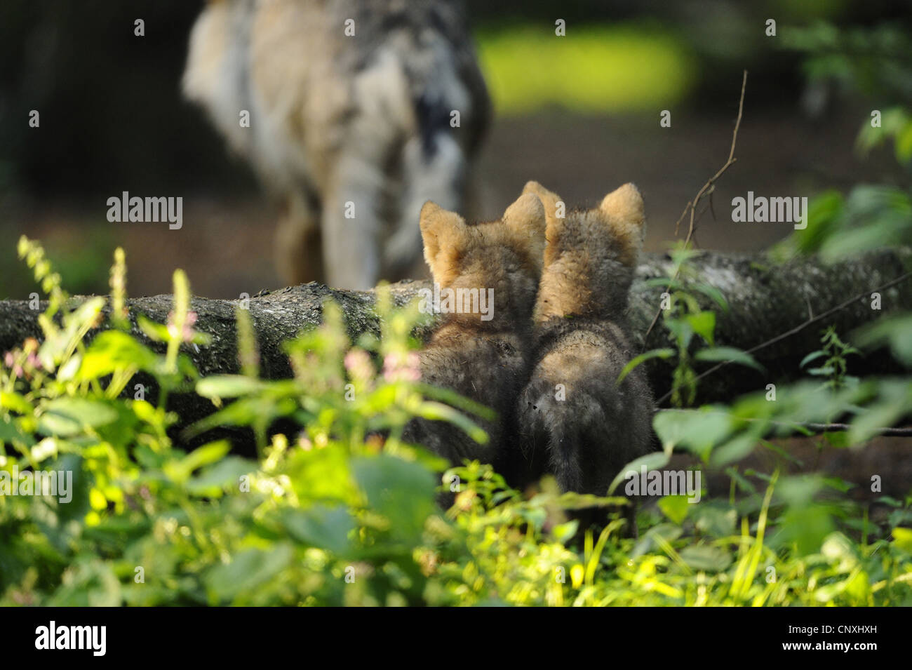 European gray wolf (Canis lupus lupus), wolf cubs looking at their mother, Germany, Bavaria ...