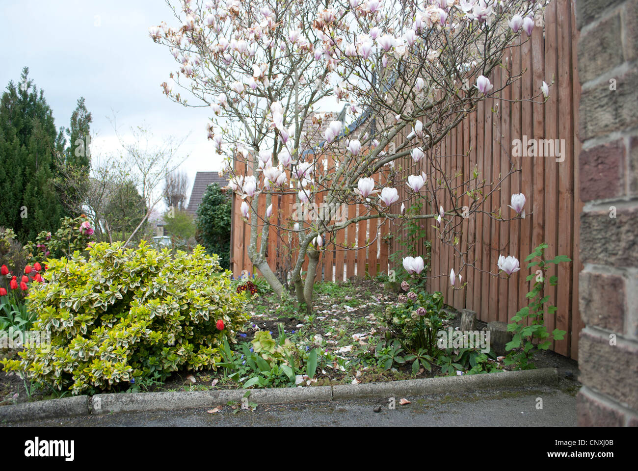 magnolia tree, spring. front garden Stock Photo - Alamy