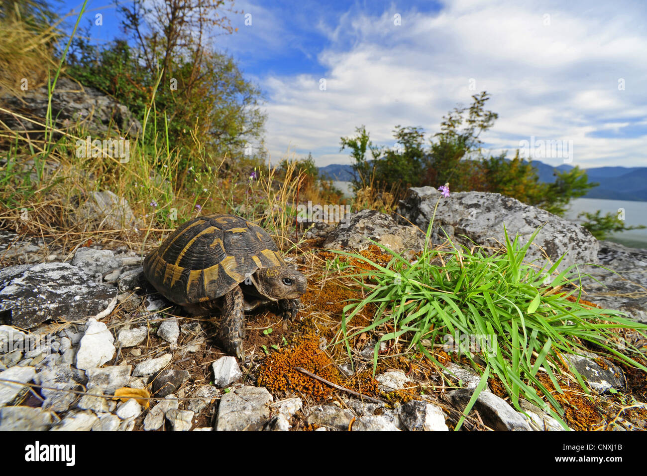Hermann's tortoise side view hi-res stock photography and images - Alamy