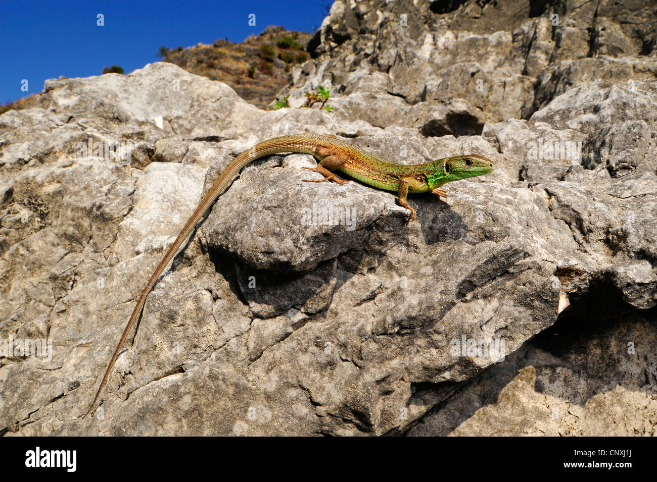 Balkan green lizard, Balkan emerald lizard (Lacerta trilineata), lying ...