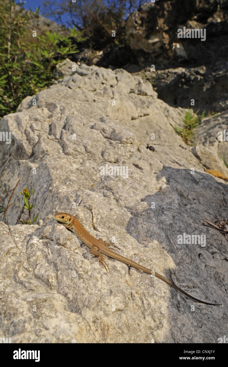 Balkan green lizard, Balkan emerald lizard (Lacerta trilineata ...