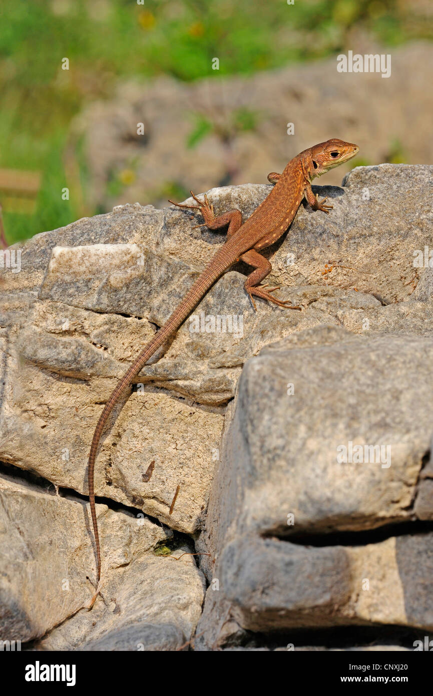 Balkan green lizard, Balkan emerald lizard (Lacerta trilineata ...