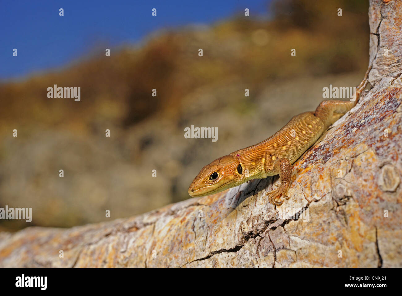 Balkan green lizard, Balkan emerald lizard (Lacerta trilineata ...