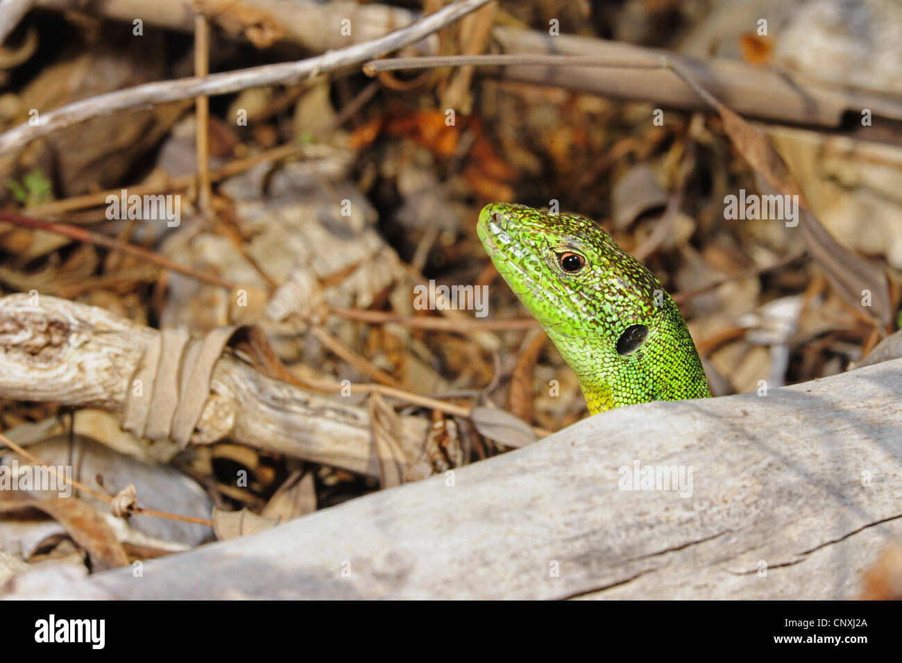 Balkan green lizard, Balkan emerald lizard (Lacerta trilineata ...