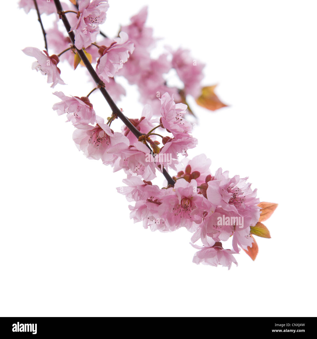 pink spring blossoms isolated on white Stock Photo - Alamy
