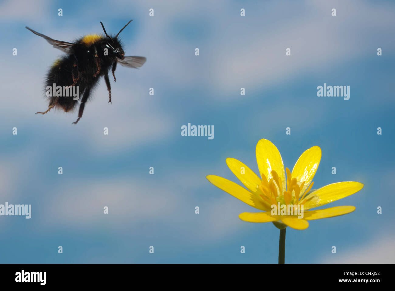 Bumblebee in flight Stock Photo - Alamy