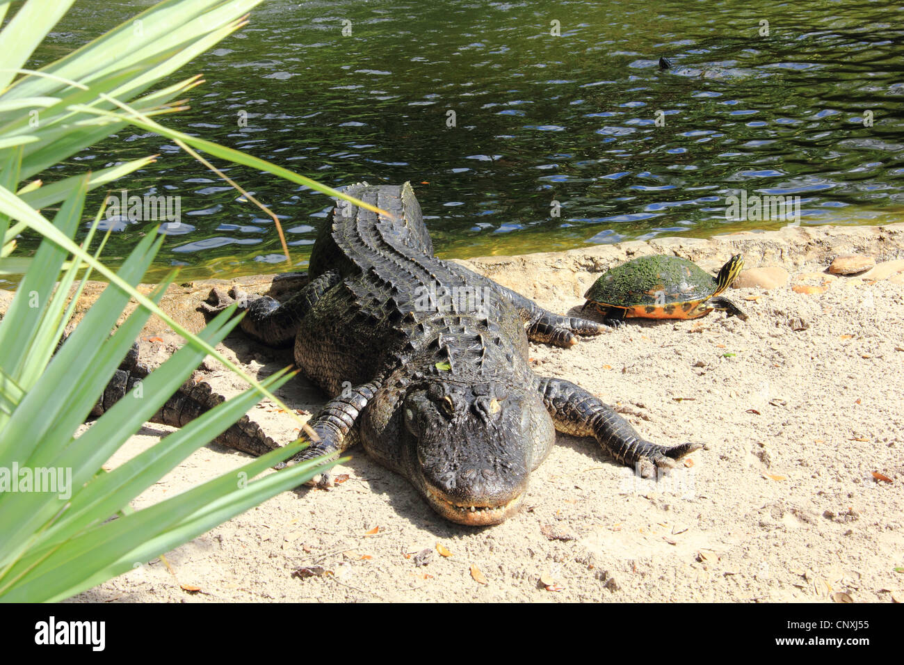 An American alligator and a terrapin basking in the sun by the waters ...
