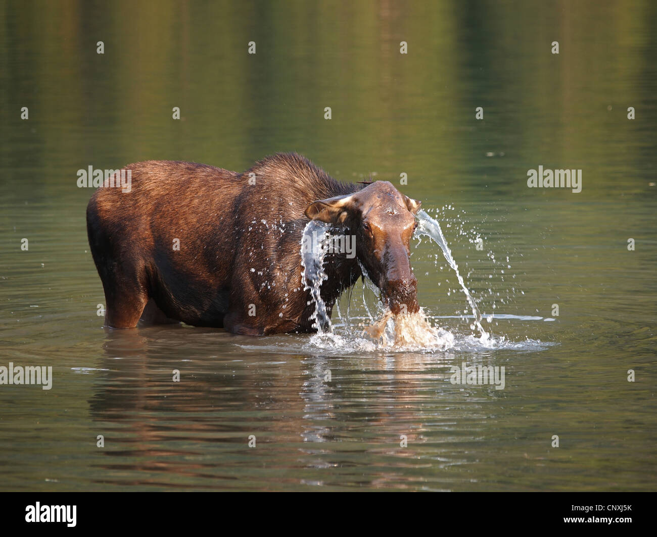 Canadian moose, Northwestern moose, Western moose (Alces alces ...