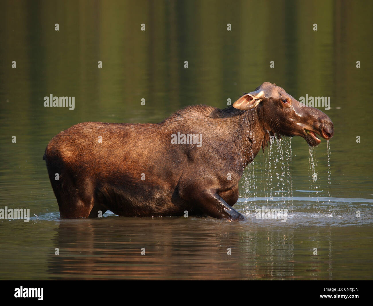 Canadian moose hi-res stock photography and images - Alamy
