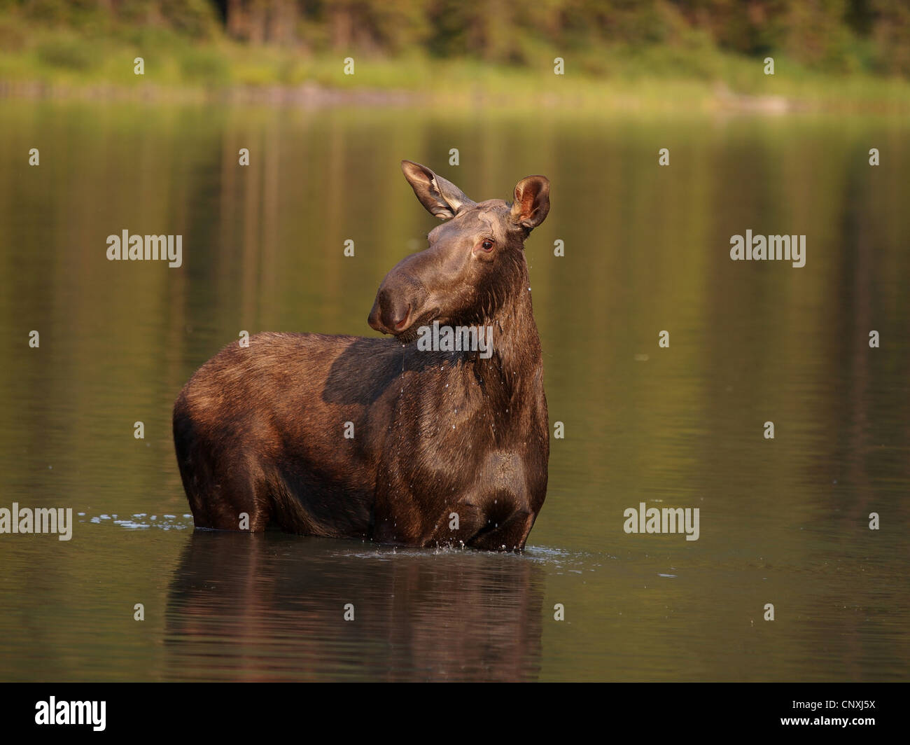 Canadian moose, Northwestern moose, Western moose (Alces alces ...