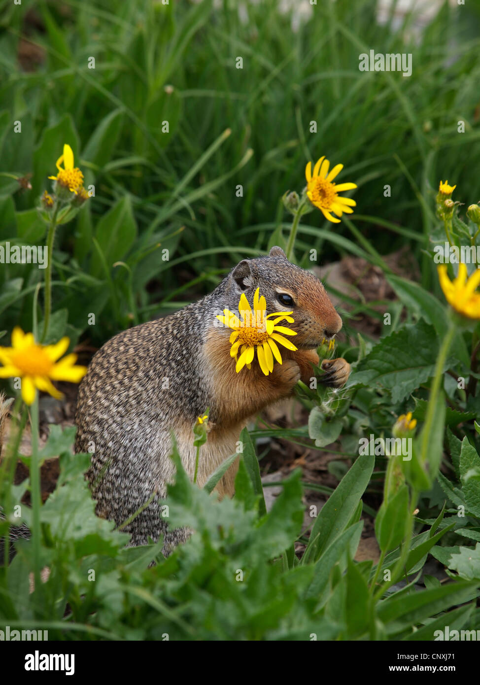 Columbian ground squirrel (Spermophilus columbianus), sitting on the ...
