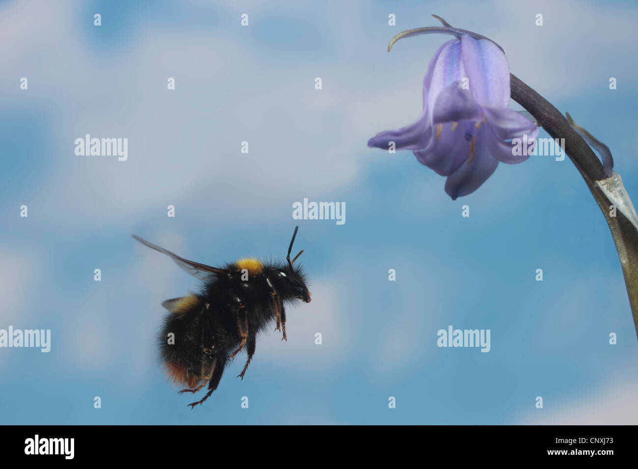 Bumblebee in flight Stock Photo - Alamy