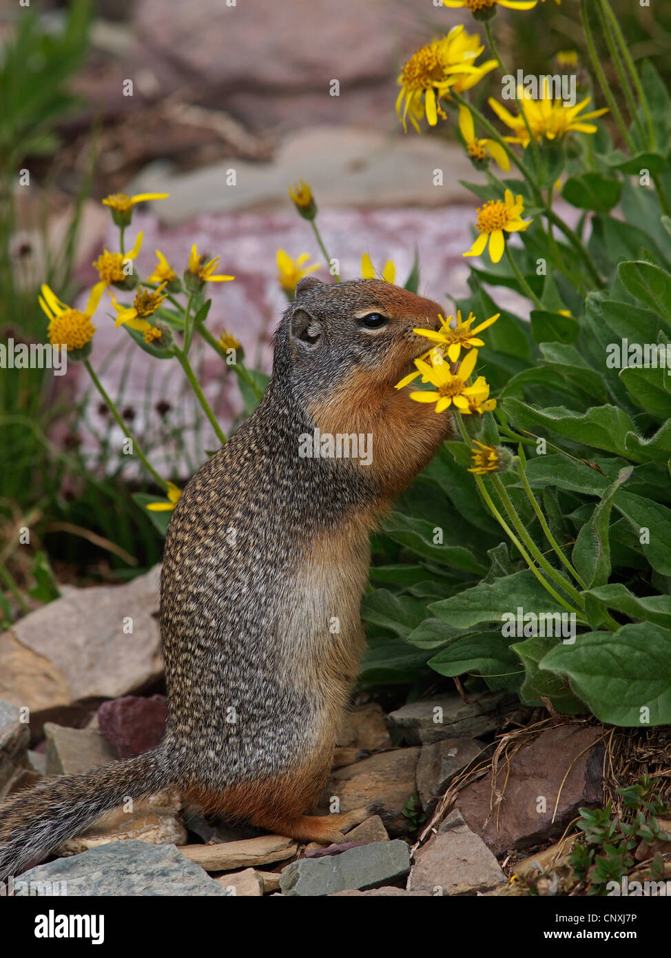 Columbian ground squirrel (Spermophilus columbianus), sitting on the ...