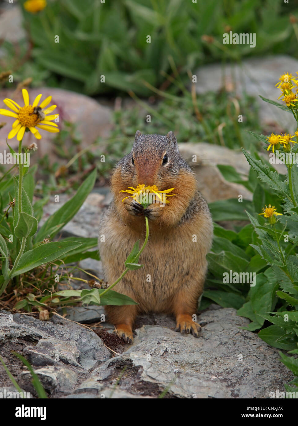 Columbian ground squirrel (Spermophilus columbianus), sitting on the ...