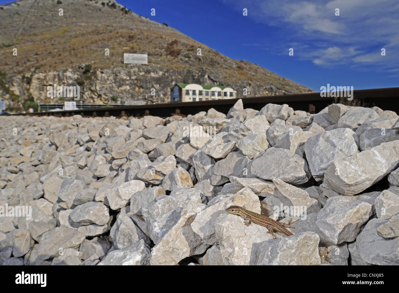 Lizard railroad track rail hi-res stock photography and images - Alamy