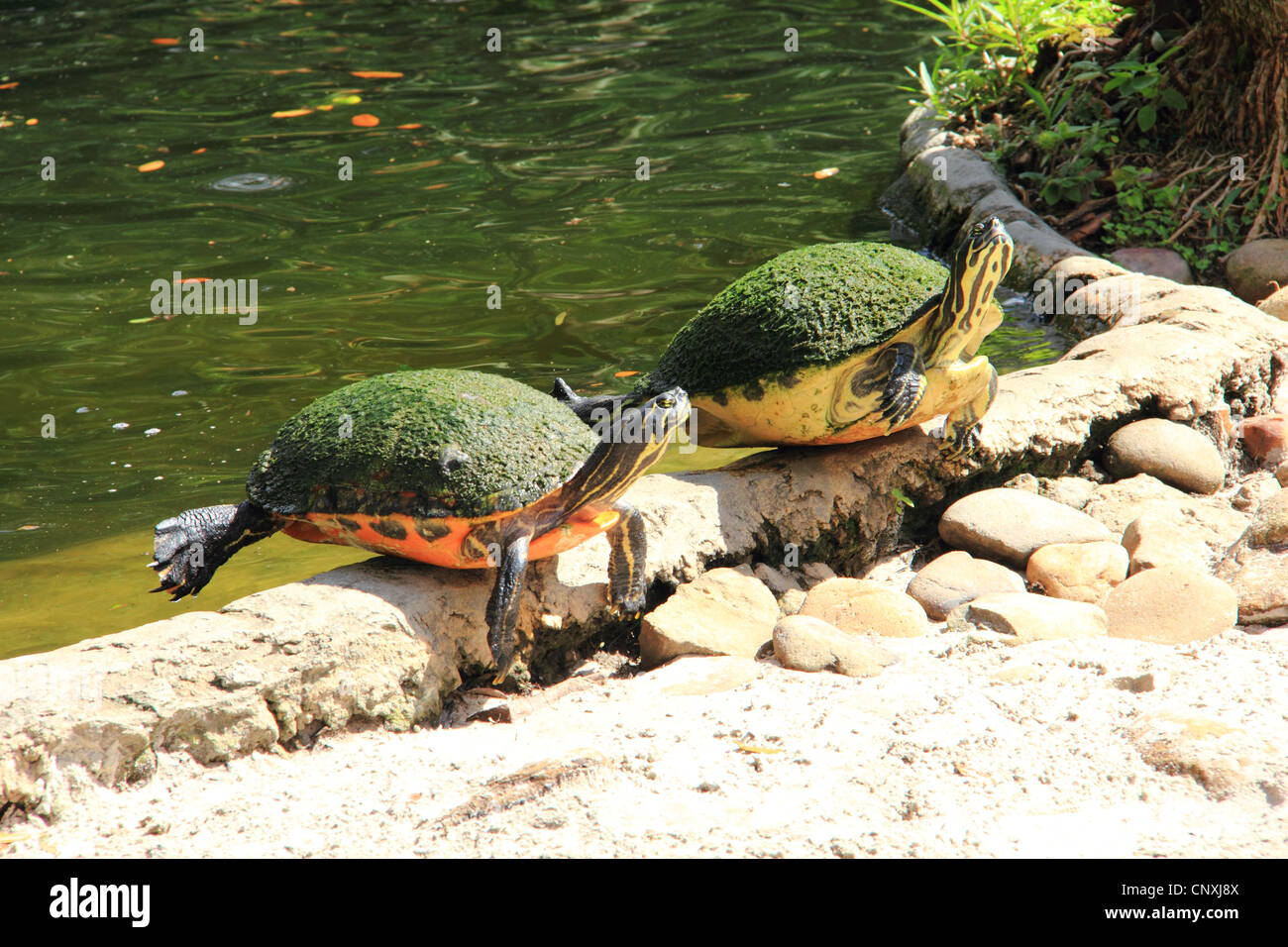 Terrapins as pets hi-res stock photography and images - Alamy