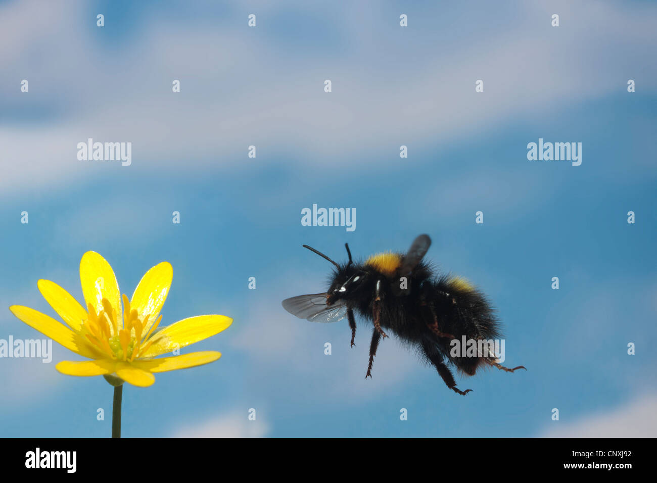 Bumblebee in flight Stock Photo - Alamy