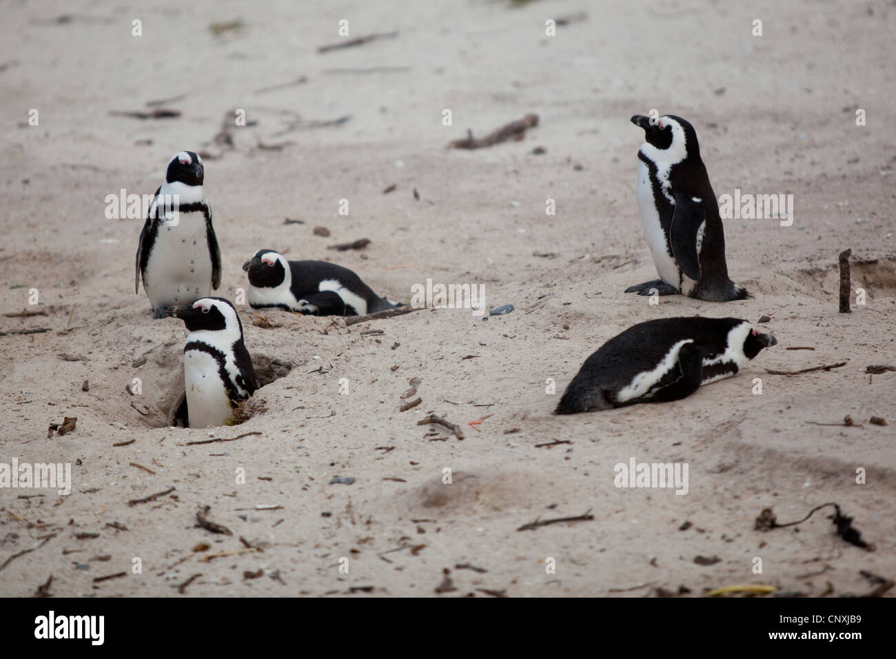 African penguin group rock rocks hi-res stock photography and images ...