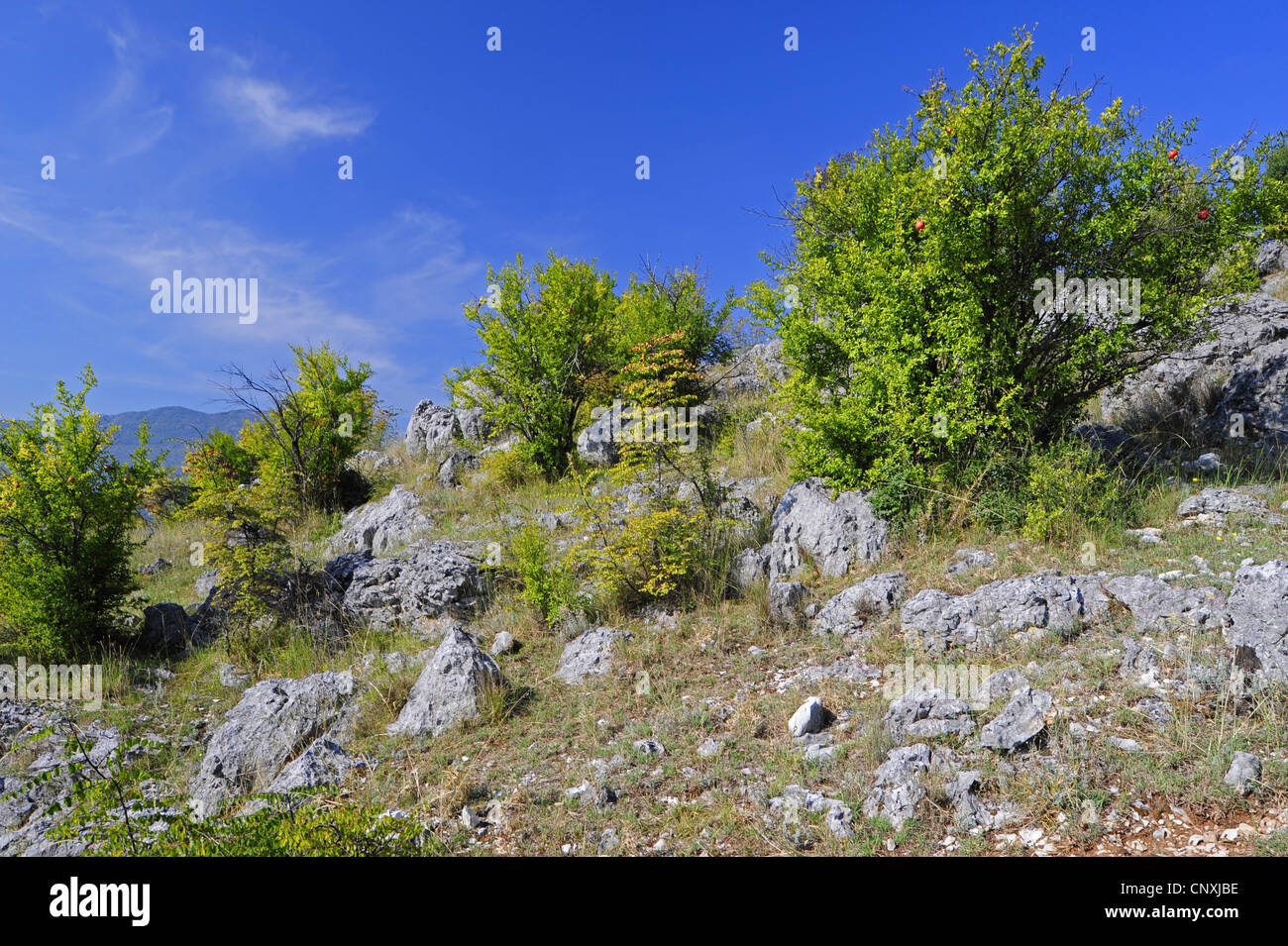 karst landscape with sparse grass and bushes among bare rock ...