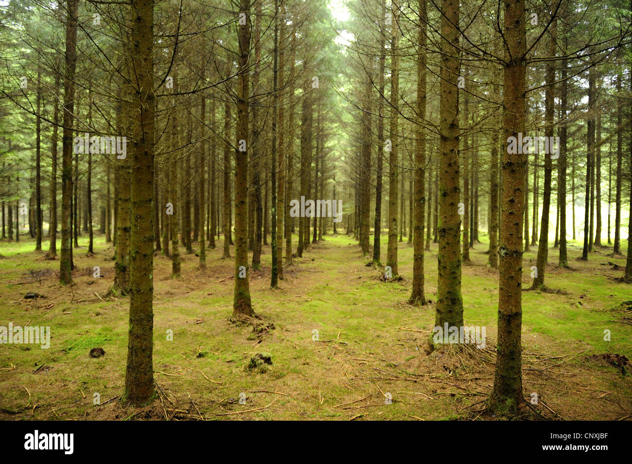 Norway spruce (Picea abies), spruce forest, Germany, Bavaria, Upper ...
