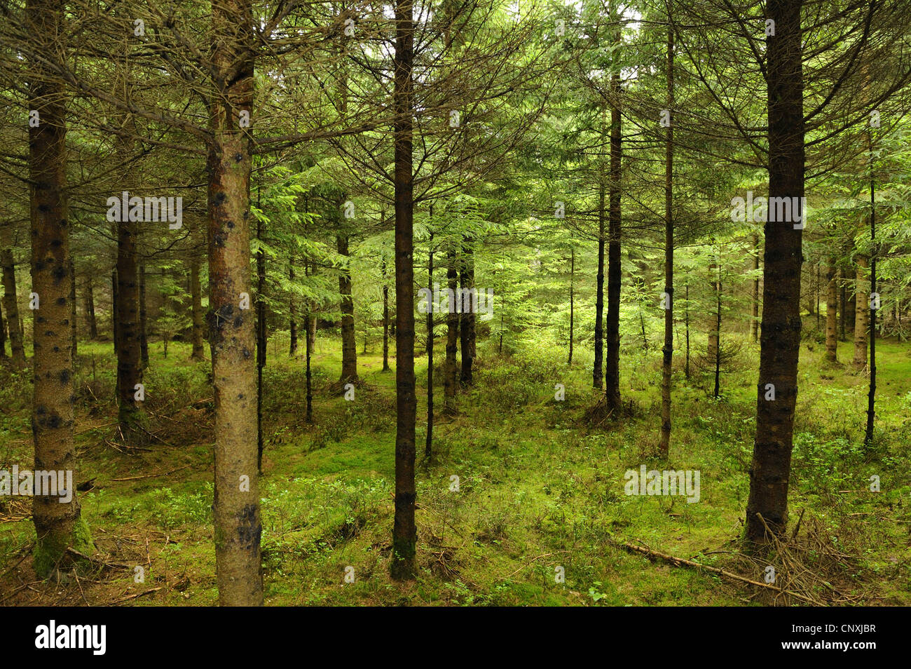 Norway spruce (Picea abies), spruce forest, Germany, Bavaria, Upper ...