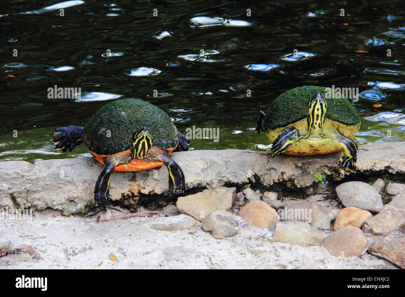 Basking terrapins hi-res stock photography and images - Alamy