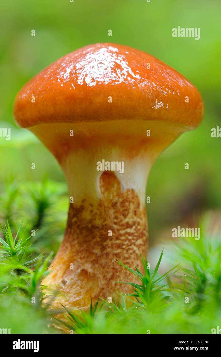 Cortinarius hi-res stock photography and images - Alamy
