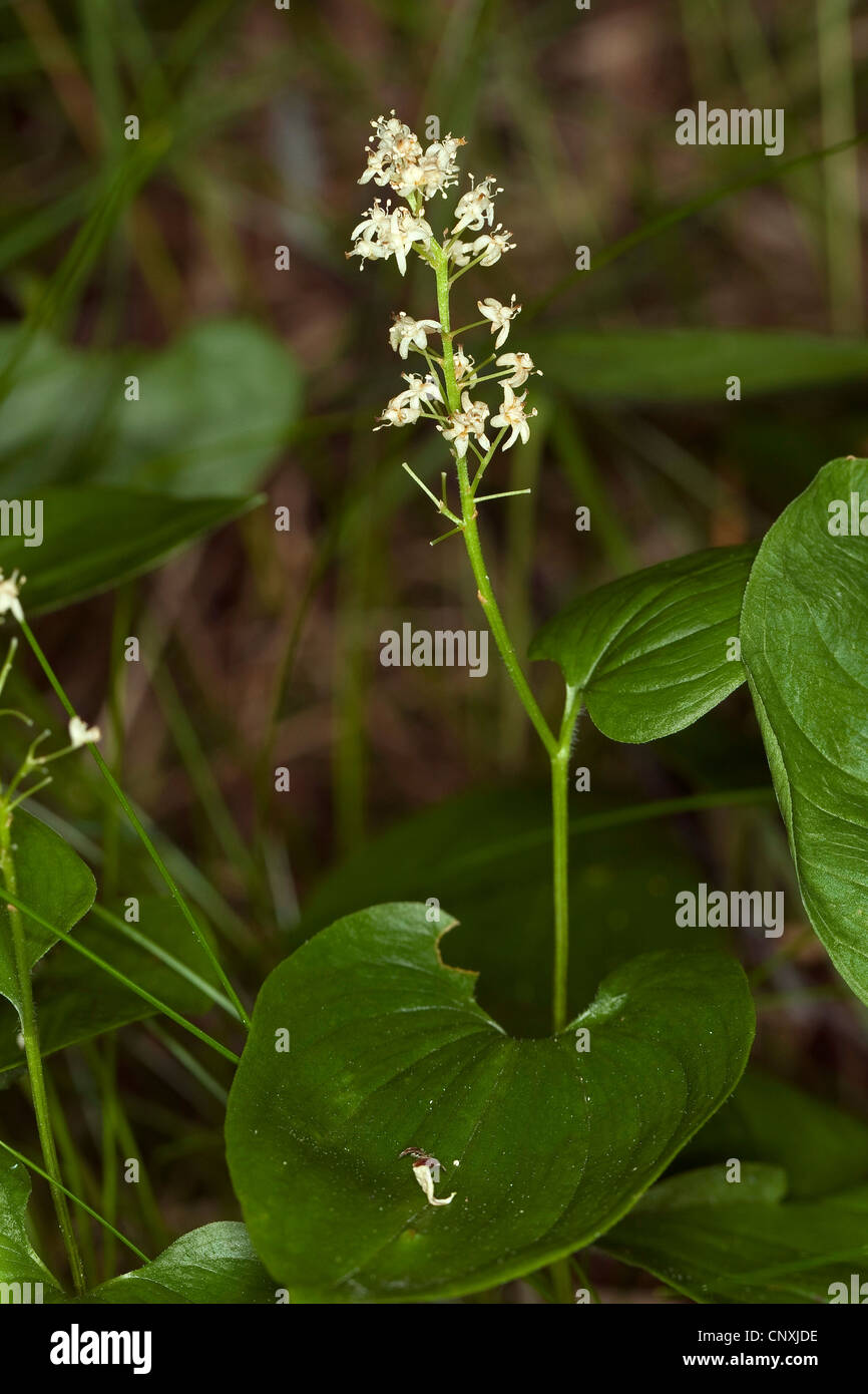 may lily (Maianthemum bifolium), blooming, Germany Stock Photo - Alamy