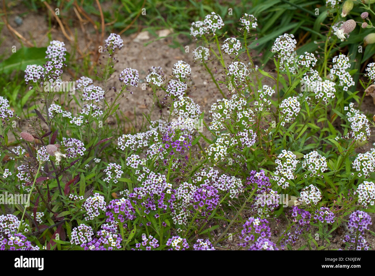 Sweet alyssum lobularia maritima hi-res stock photography and images ...