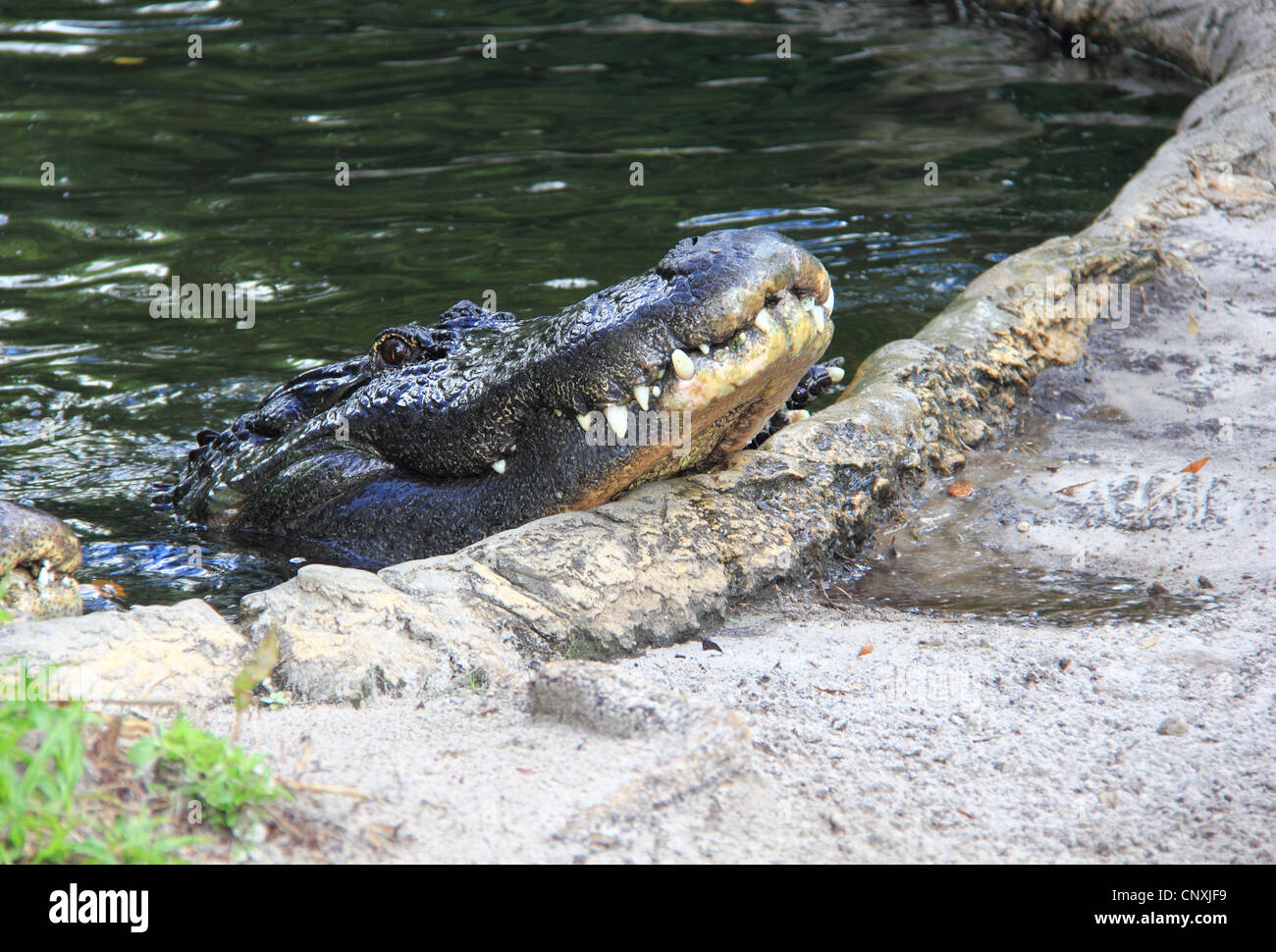 An American alligator coming out of the water Stock Photo - Alamy