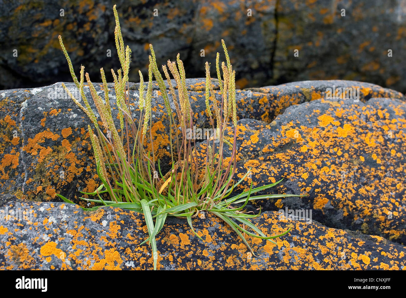 sea plantain, seaside plantain (Plantago maritima), blooming, Germany ...