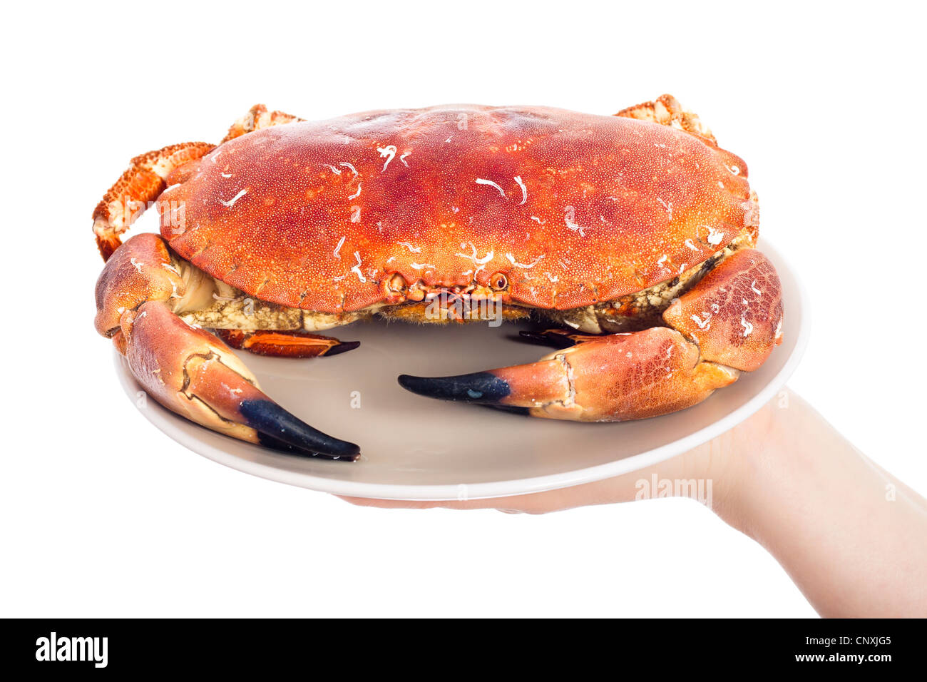 Whole crab hi-res stock photography and images - Alamy