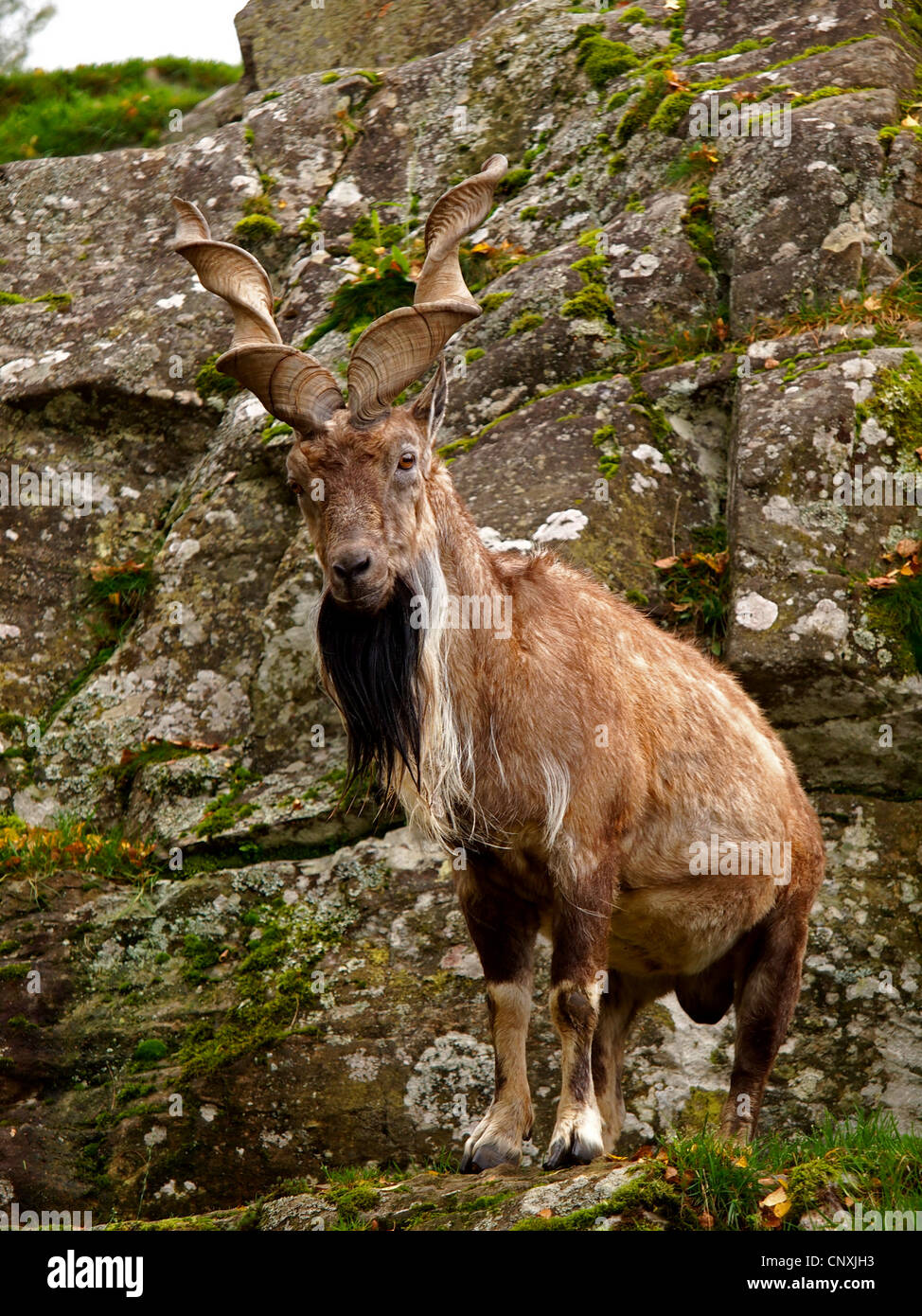 Markhor capra falconeri hi-res stock photography and images - Alamy