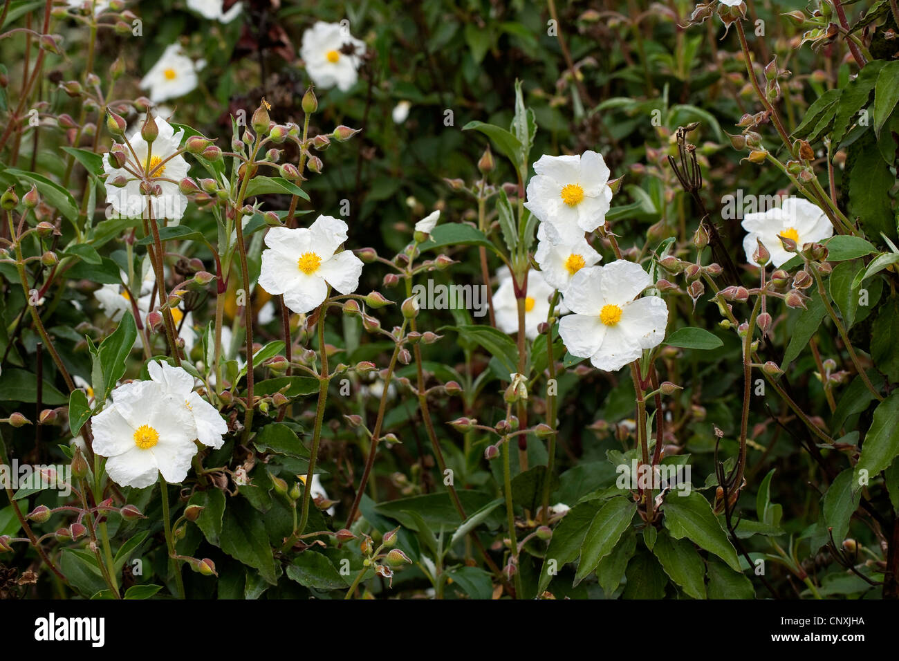 Laurel rose bush hi-res stock photography and images - Alamy
