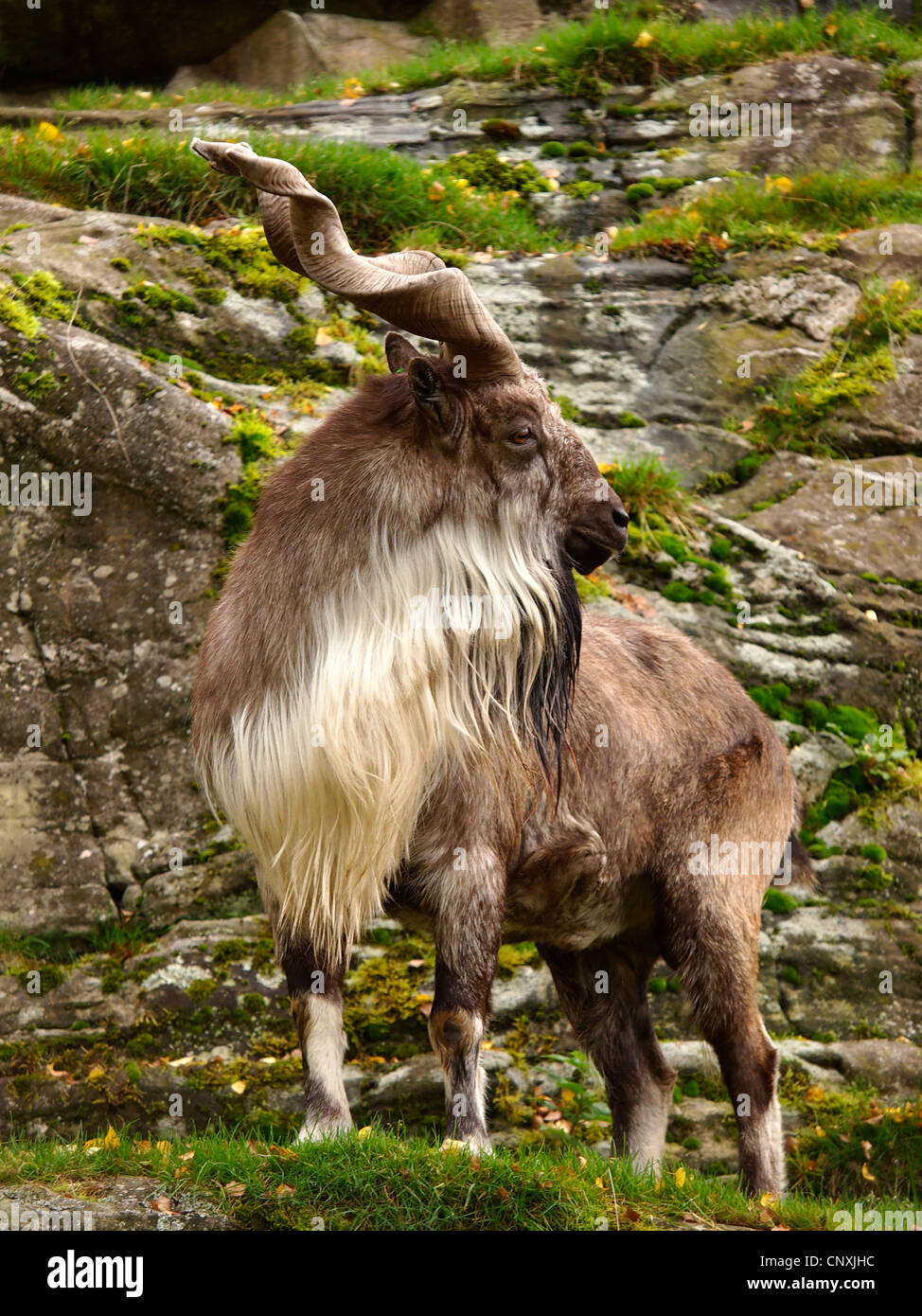 markhor (Capra falconeri), standing in a grass-grown rock wall Stock ...
