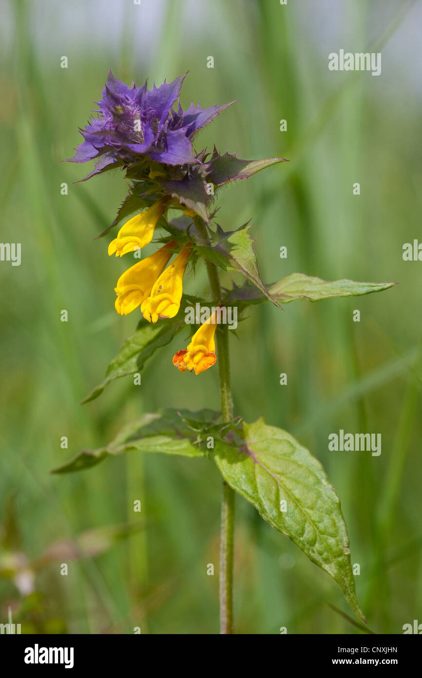 field cow-wheat (Melampyrum arvense), inflorescence, Germany Stock ...