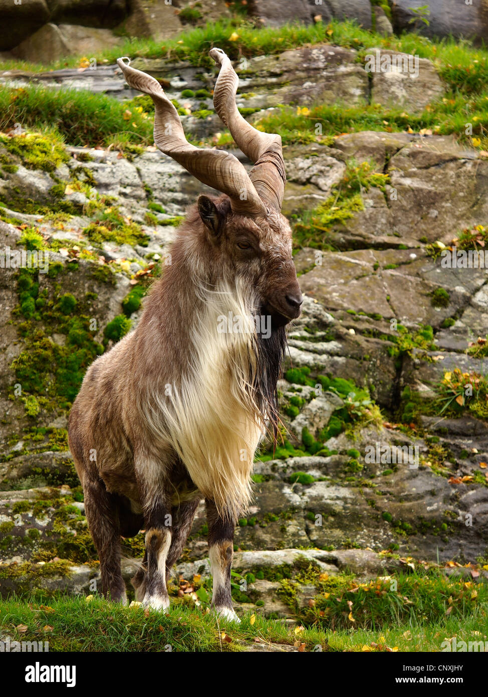 markhor (Capra falconeri), standing in a grass-grown rock wall Stock ...
