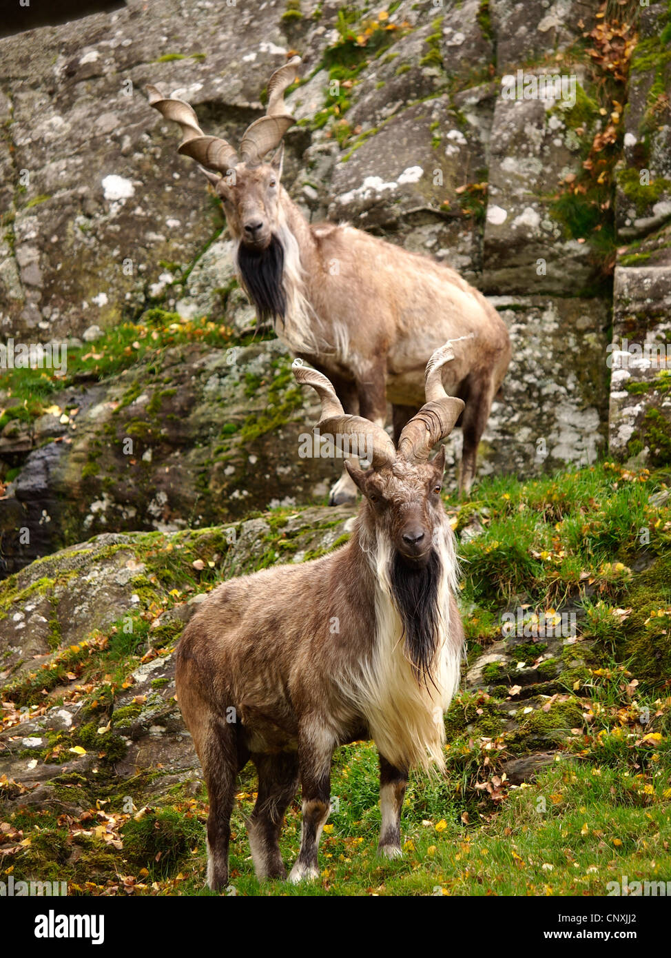 Markhor hi-res stock photography and images - Alamy