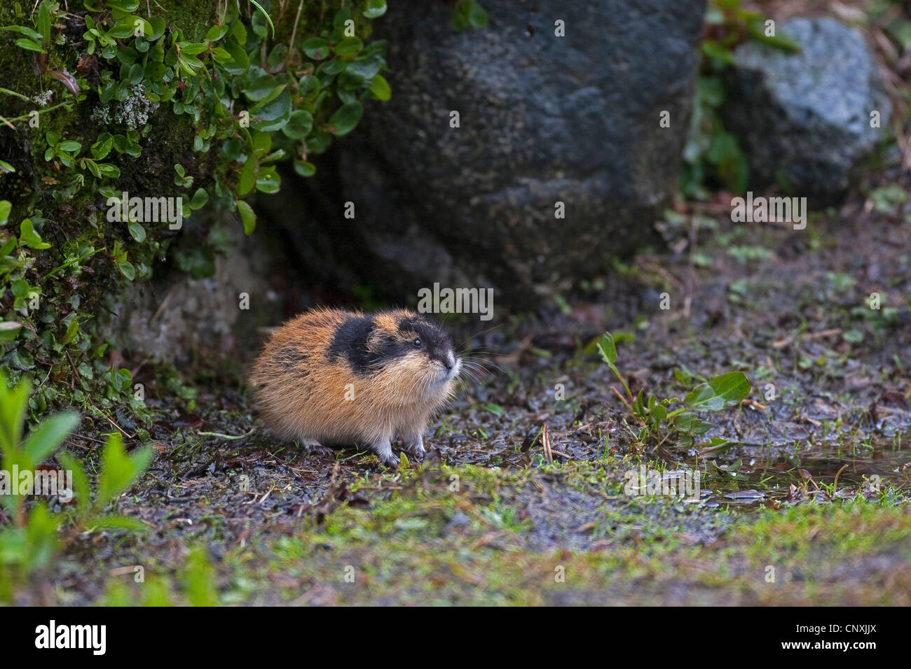 Voles and lemmings hi-res stock photography and images - Alamy