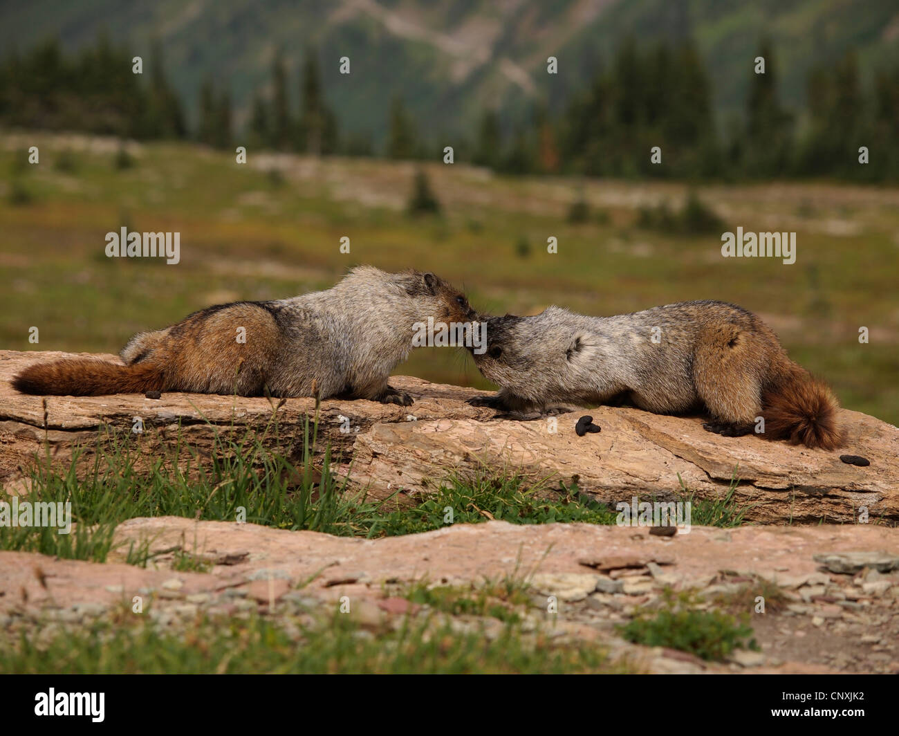 hoary marmot (Marmota caligata), two animals in the prairie on rocks ...