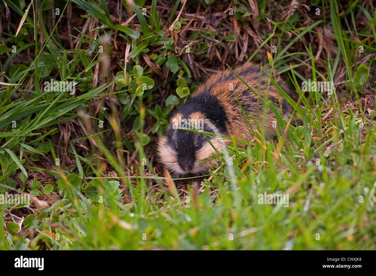 Norway lemming (Lemmus lemmus), walking in a meadow, Norway Stock Photo ...