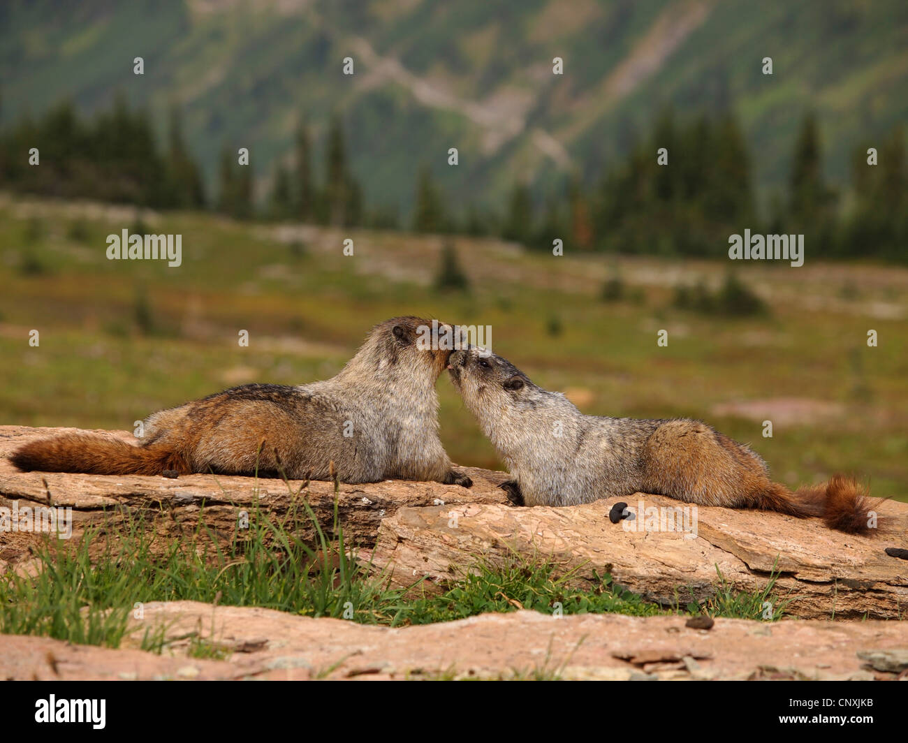 hoary marmot (Marmota caligata), two animals in the prairie on rocks ...