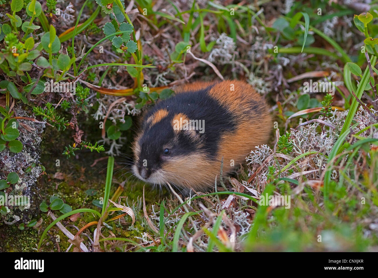 Lemming hi-res stock photography and images - Alamy