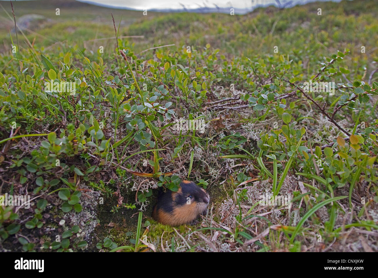 Norway lemming (Lemmus lemmus), peering from its den, Norway Stock ...