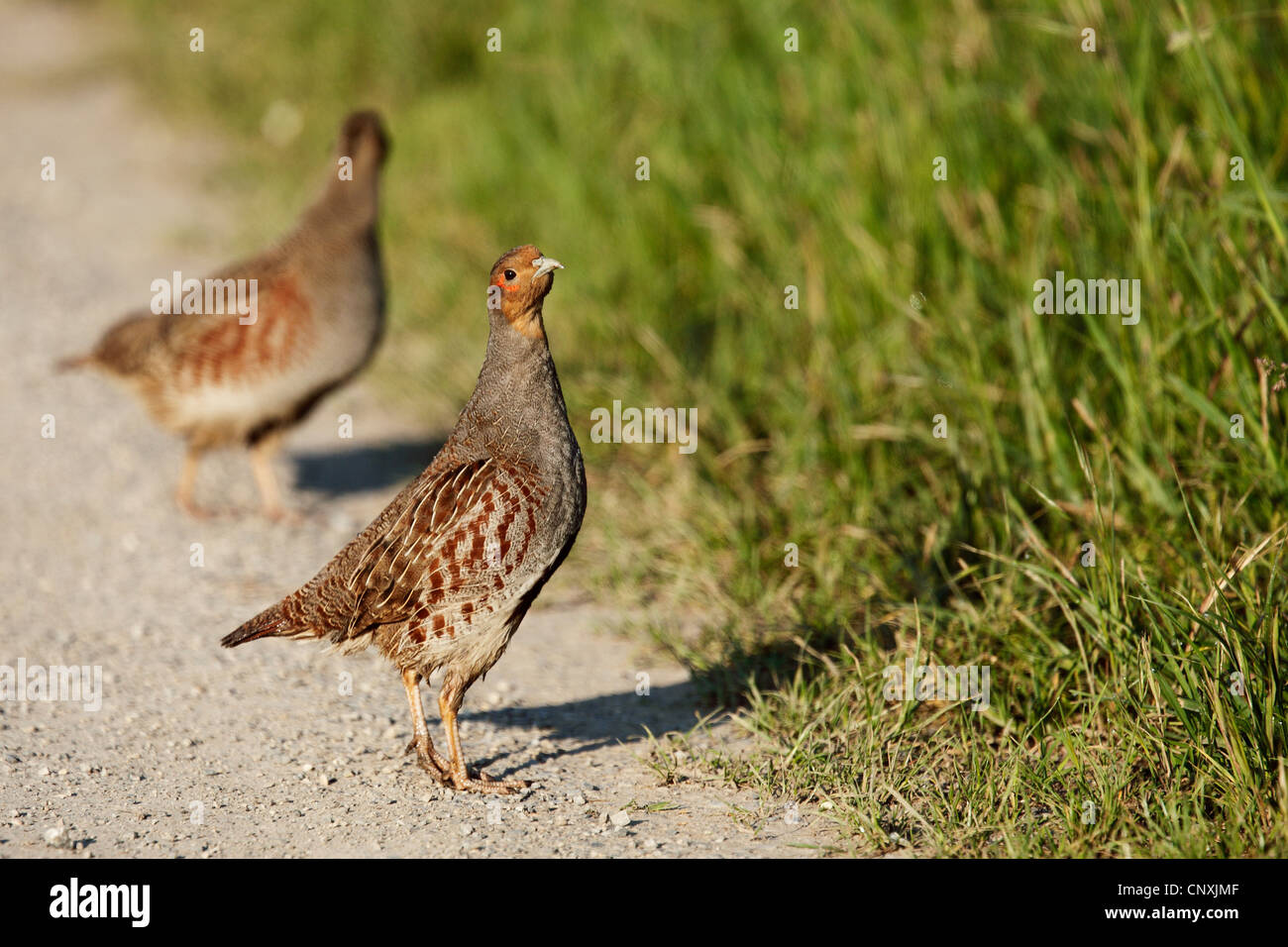 grey partridge (Perdix perdix), two animals standing at a grass-grown ...