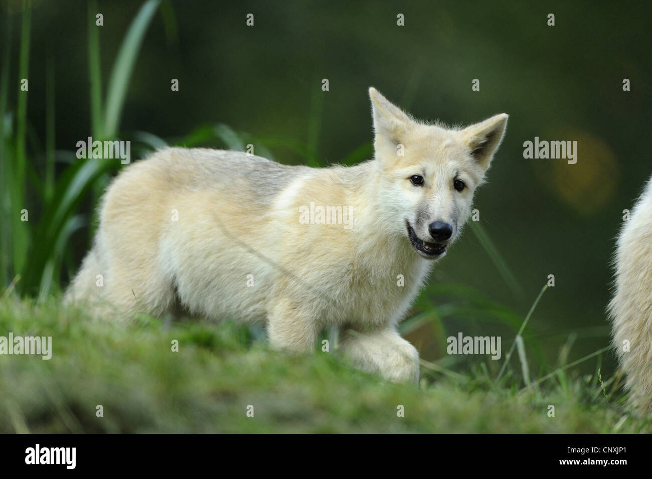 Arctic Wolf Cub Stock Photos & Arctic Wolf Cub Stock Images - Alamy