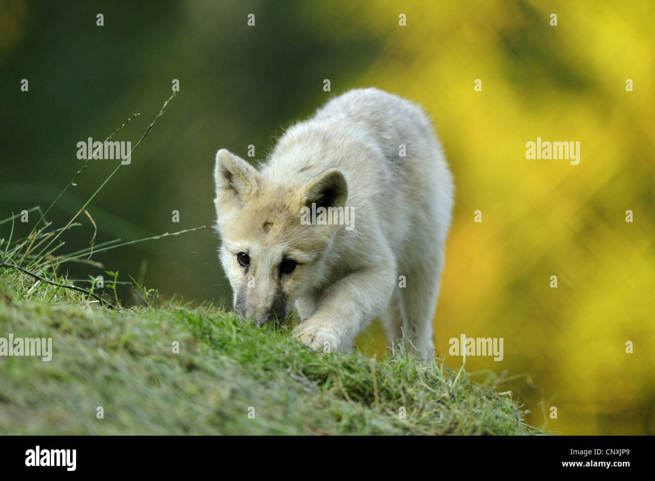 arctic wolf, tundra wolf (Canis lupus albus, Canis lupus arctos), wolf ...