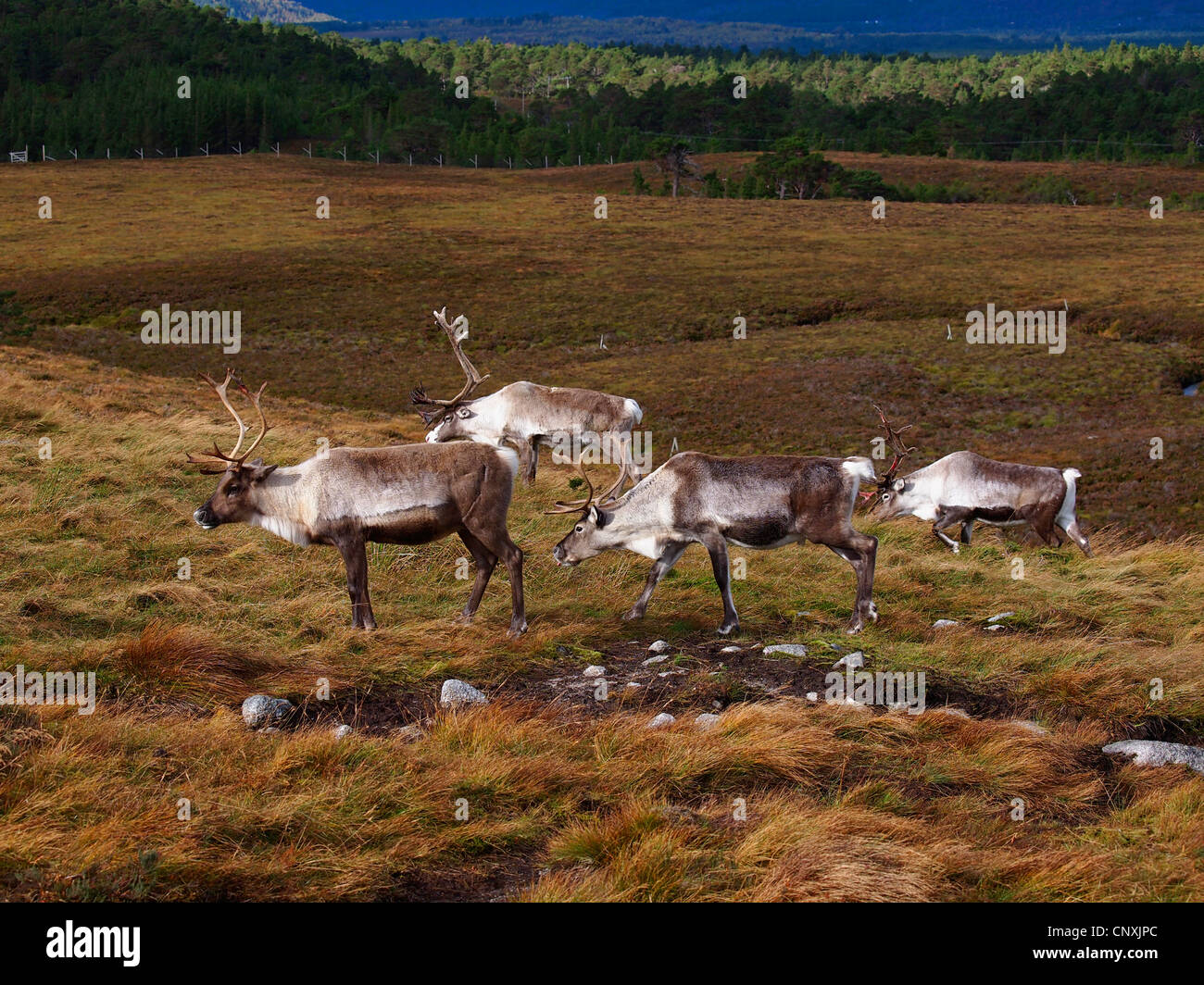 European reindeer, European caribou (Rangifer tarandus tarandus), males ...