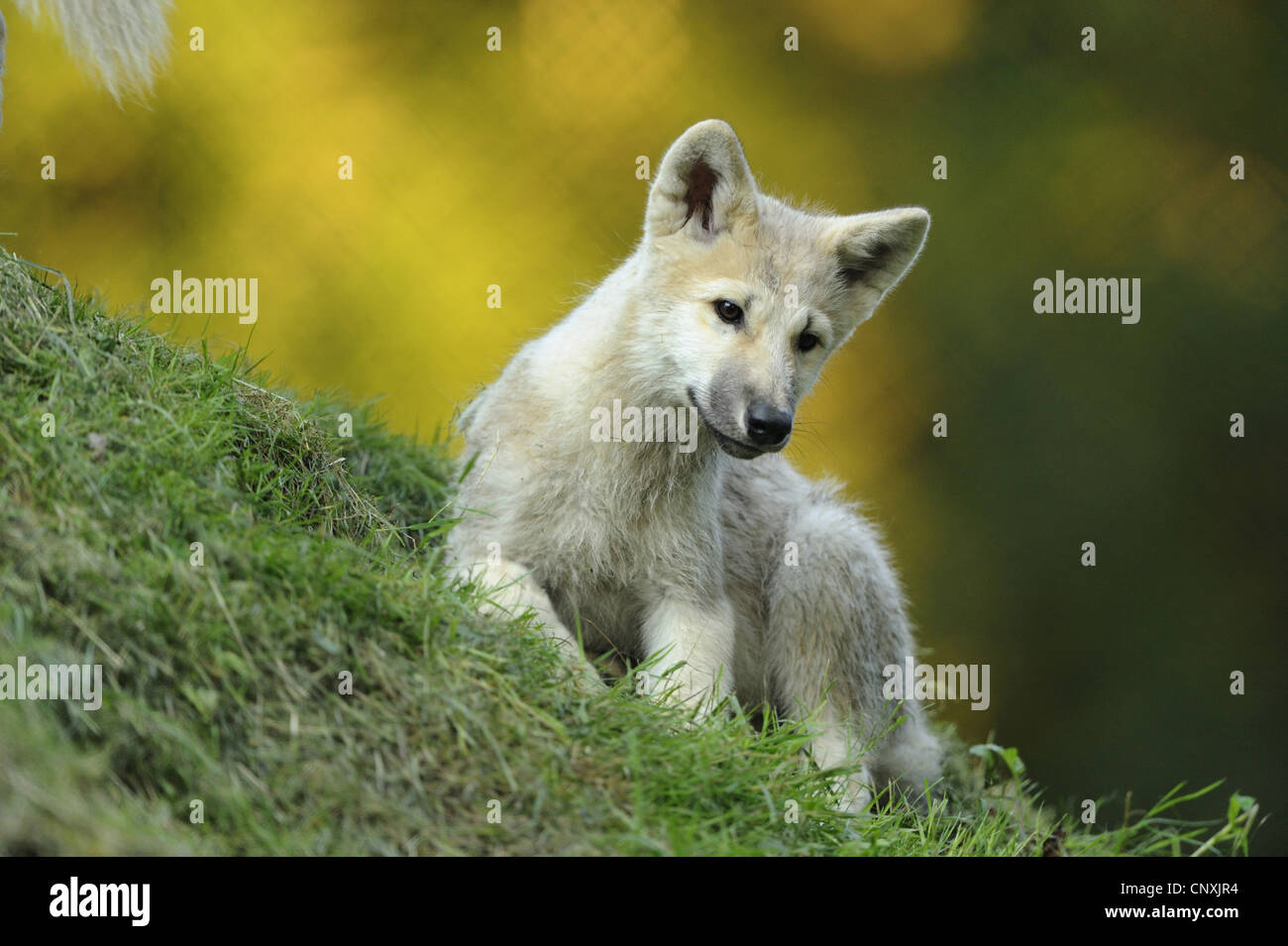 arctic wolf, tundra wolf (Canis lupus albus, Canis lupus arctos), wolf ...