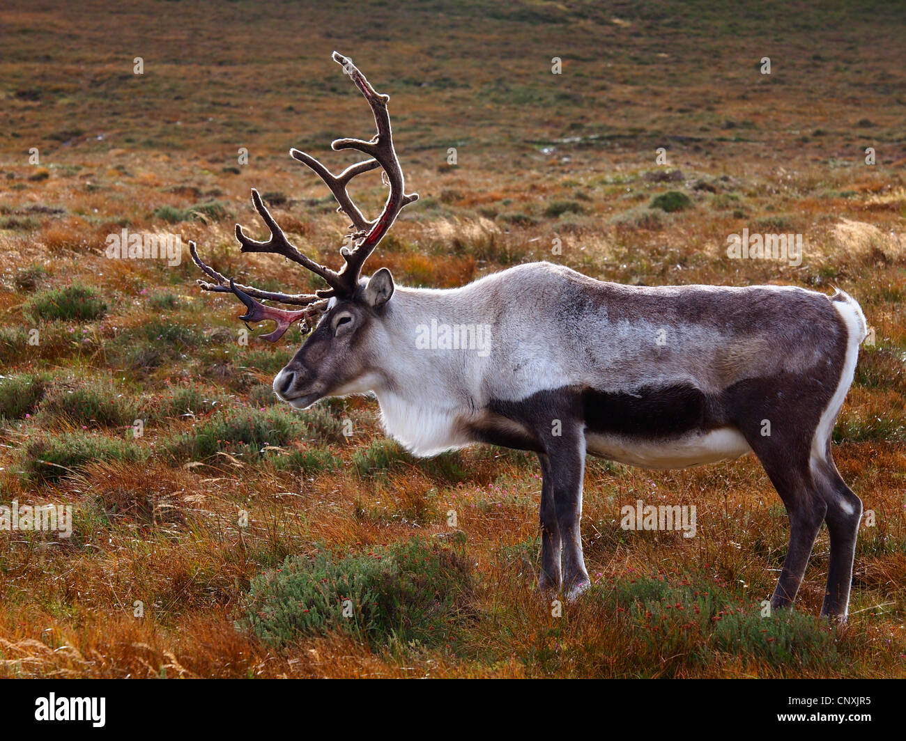 European reindeer, European caribou (Rangifer tarandus tarandus), male ...